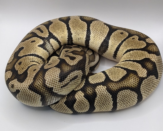Proven Breeder - No Reserve - Pastel Ball Python by Bomb City Balls