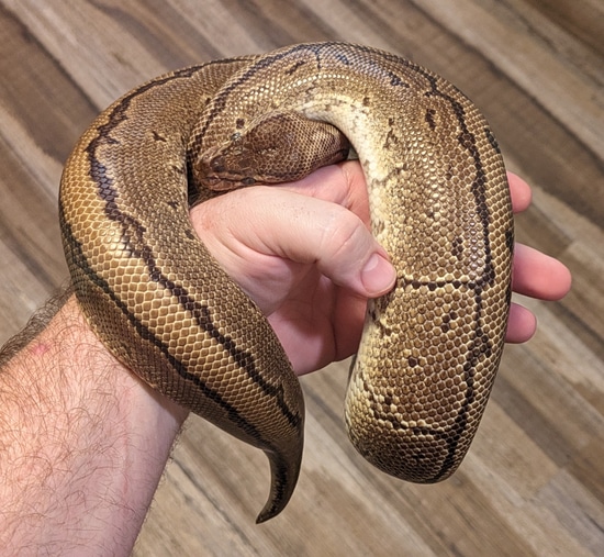 DH Sunset Pied Pinstripe - Proven Beeeder Ball Python by Bomb City Balls
