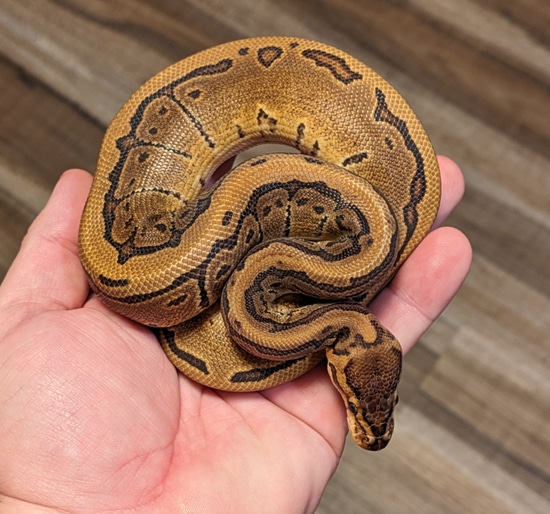 2023 Pinstripe DH Sunset Pied Ball Python by Bomb City Balls