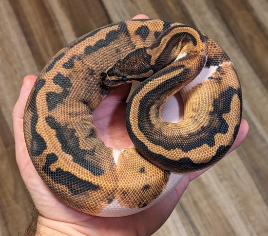 2023 Pied Het Sunset Ball Python by Bomb City Balls