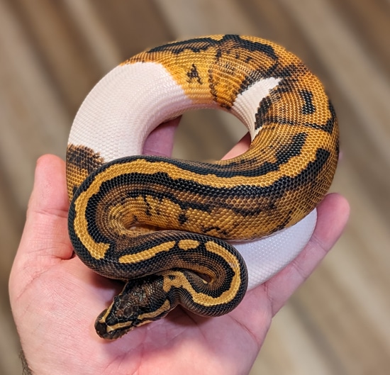 2023 Pied Het Sunset Ball Python by Bomb City Balls