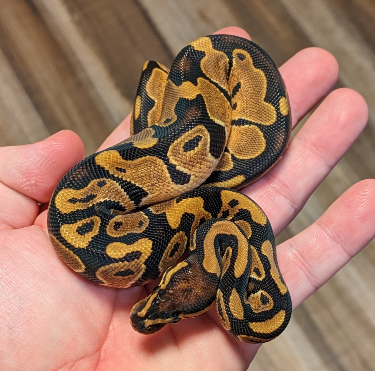 2023 DH Sunset Pied Ball Python by Bomb City Balls - MorphMarket