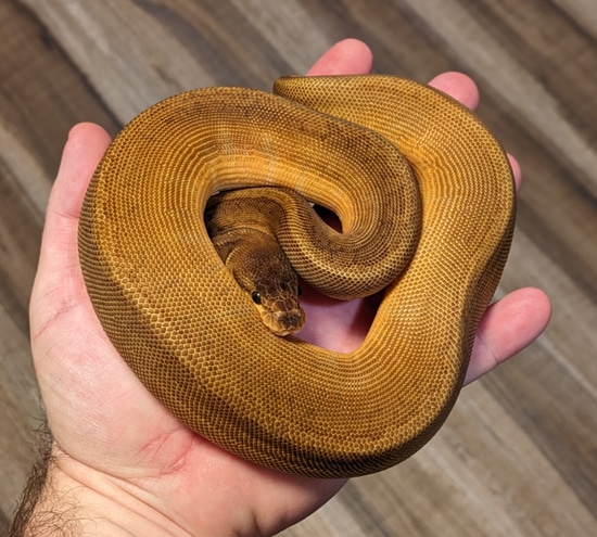 Pinstripe Sunset 100% Het Pied Ball Python by Bomb City Balls