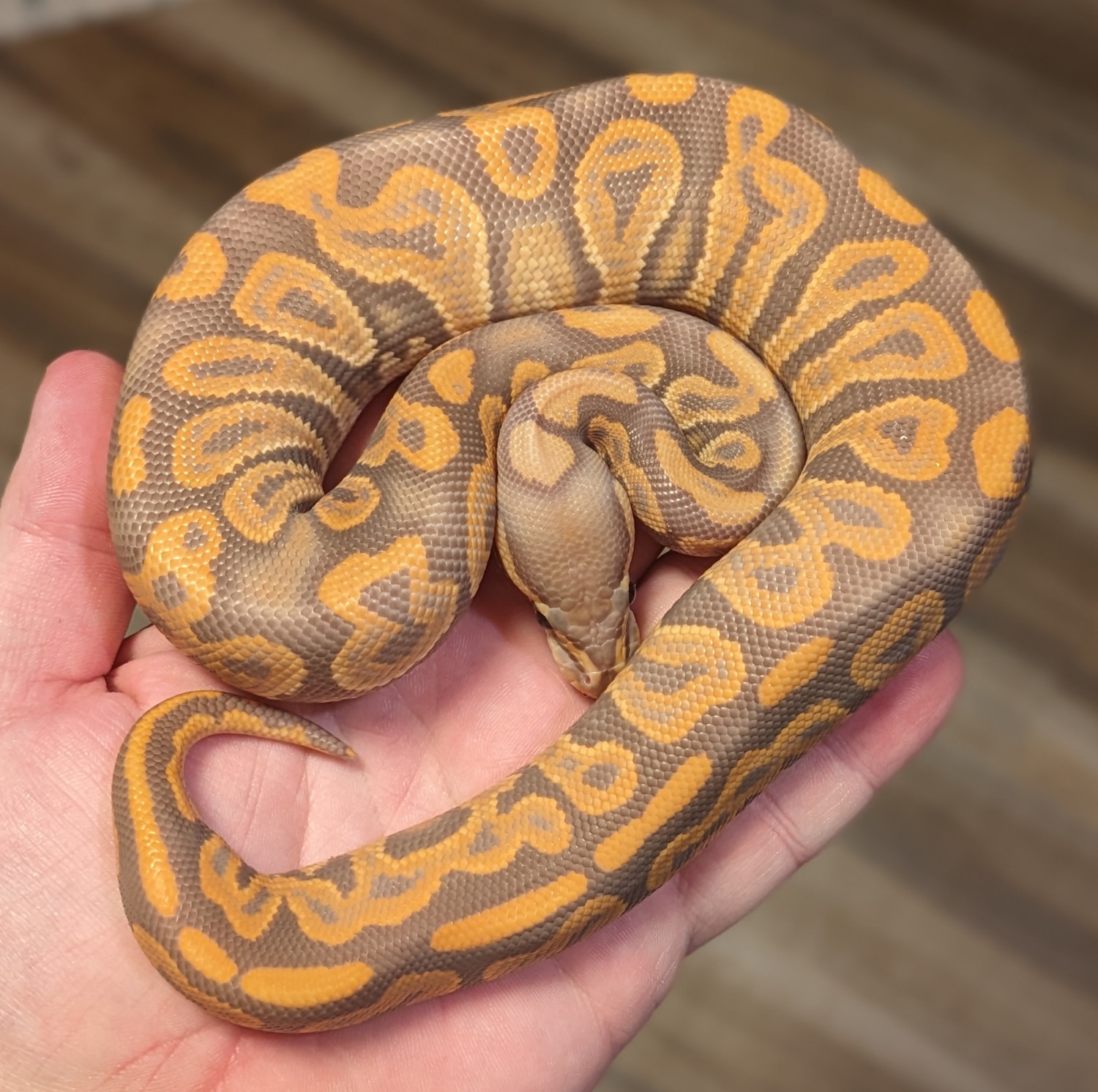 Ultramel Hypo Het Clown Poss Black Pastel Ball Python by Bomb City ...