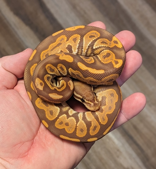 Black Pastel Ultramel DH Hypo Clown Ball Python by Bomb City Balls