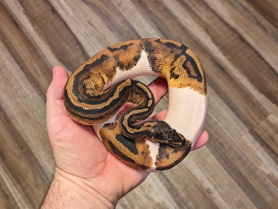 1.3 Sunset Pied Group Ball Python by Bomb City Balls
