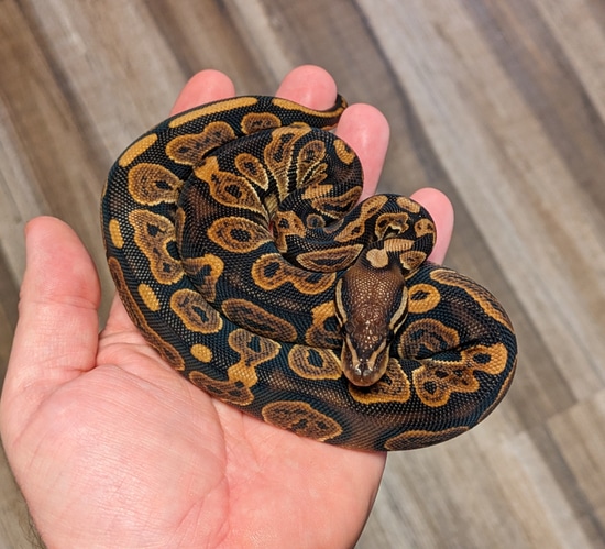 Black Pastel TH Ultramel Hypo Clown Ball Python by Bomb City Balls