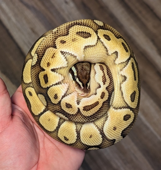 TH Hypo VPI GS 50% Clown Butter Pastel Ball Python by Bomb City Balls