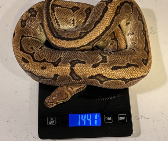 17 Male Pinstripe Het Sunset - Proven Breeder Ball Python by Bomb City ...
