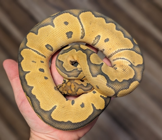 Hypo Clown Ball Python by Bomb City Balls