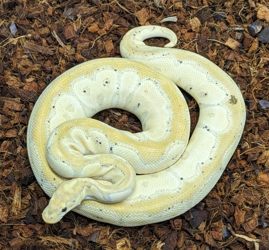 Banana Clown Het Hypo Ball Python by Bomb City Balls