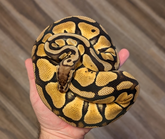TH Puzzle Clown Hypo Pastel Ball Python by Bomb City Balls