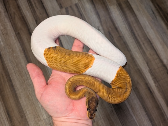 Sunset Pied Ball Python by Bomb City Balls