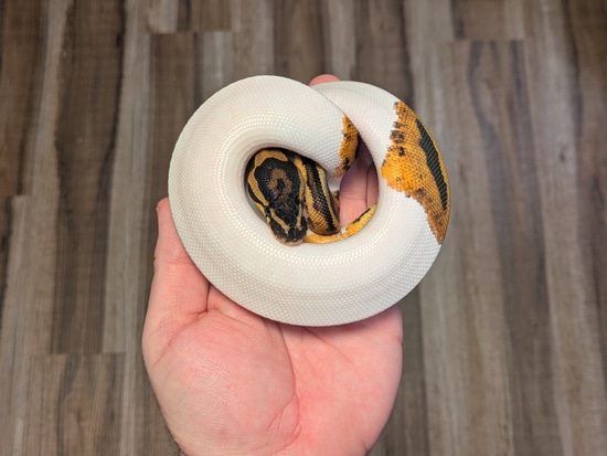 Pied DH Sunset Desert Ghost Ball Python by Bomb City Balls