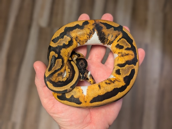 Pied Het Sunset Ball Python by Bomb City Balls