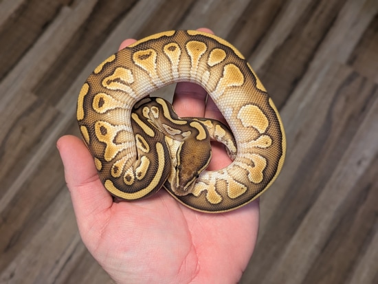 Butter TH Sunset Hypo Pied Ball Python by Bomb City Balls