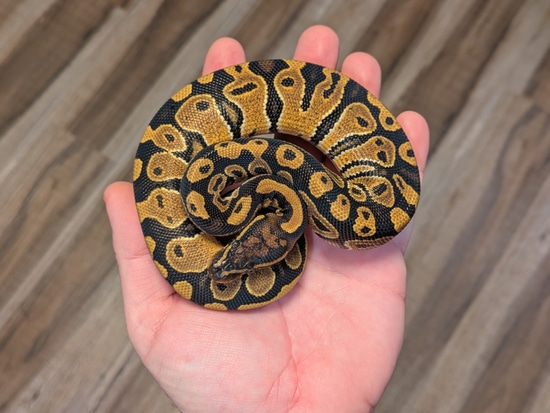 TH Monsoon Sunset Pied Ball Python by Bomb City Balls