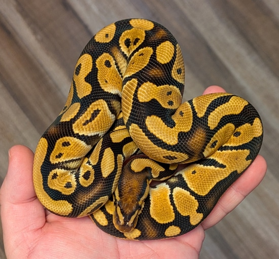Pair Monsoon Ultramel Hypo Clown Project Ball Python by Bomb City Balls