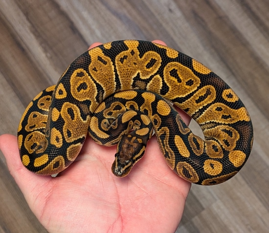 5.0 Group Monsoon Ultramel Clown Project ****NO RESERVE**** Ball Python ...