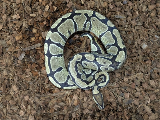 McKenzie Cinder Mystic Het Hypo - Proven Breeder Ball Python by Bomb ...