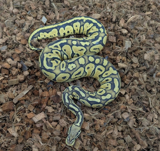 Pastel TH Monsoon Hypo Pied Ball Python by Bomb City Balls