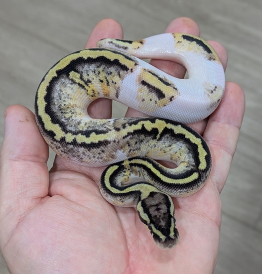 1.0 Pied Het Hypo 50% DH VPI Axanthic Desert Ghost Pastel Ball Python ...