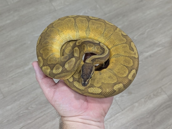 Sunset Het Pied Ball Python by Bomb City Balls
