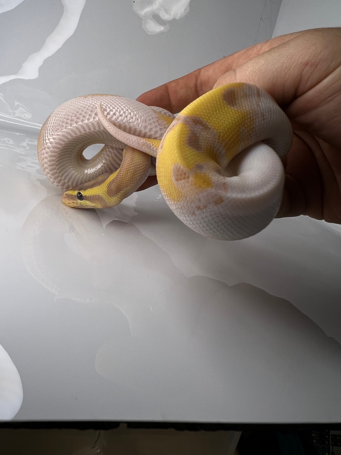 Banana Leopard Piebald Ball Python by Jersey Guys Balls - MorphMarket