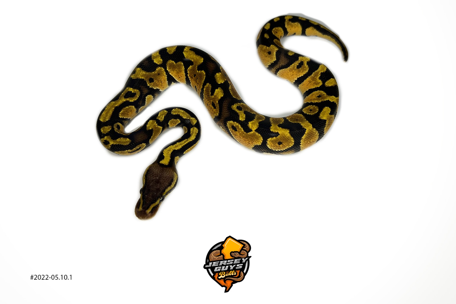 Pastel Het Sunset Pair Ball Python by Jersey Guys Balls - MorphMarket
