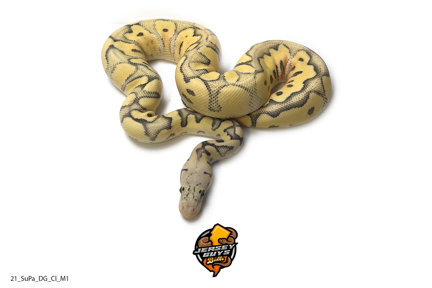 Super Pastel Desert Ghost Clown Ball Python by Jersey Guys Balls ...