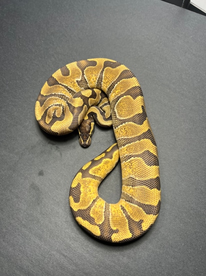 Enchi Het Sunset Ball Python by Jersey Guys Balls