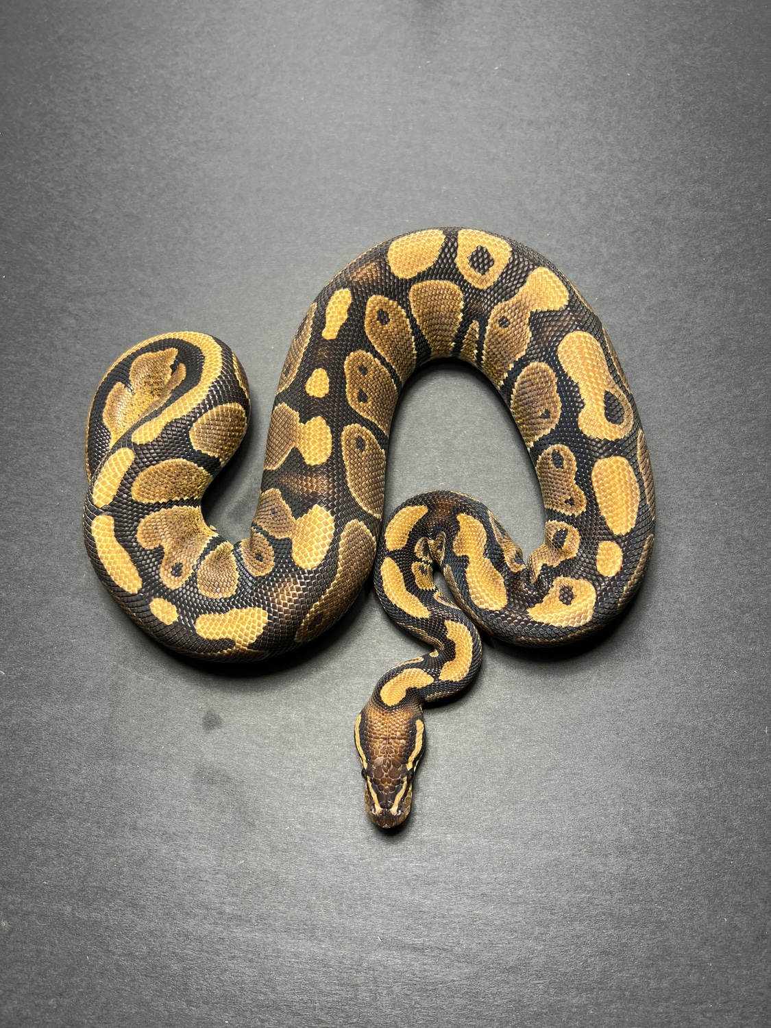 DH Sunset Ultramel Ball Python by Jersey Guys Balls - MorphMarket