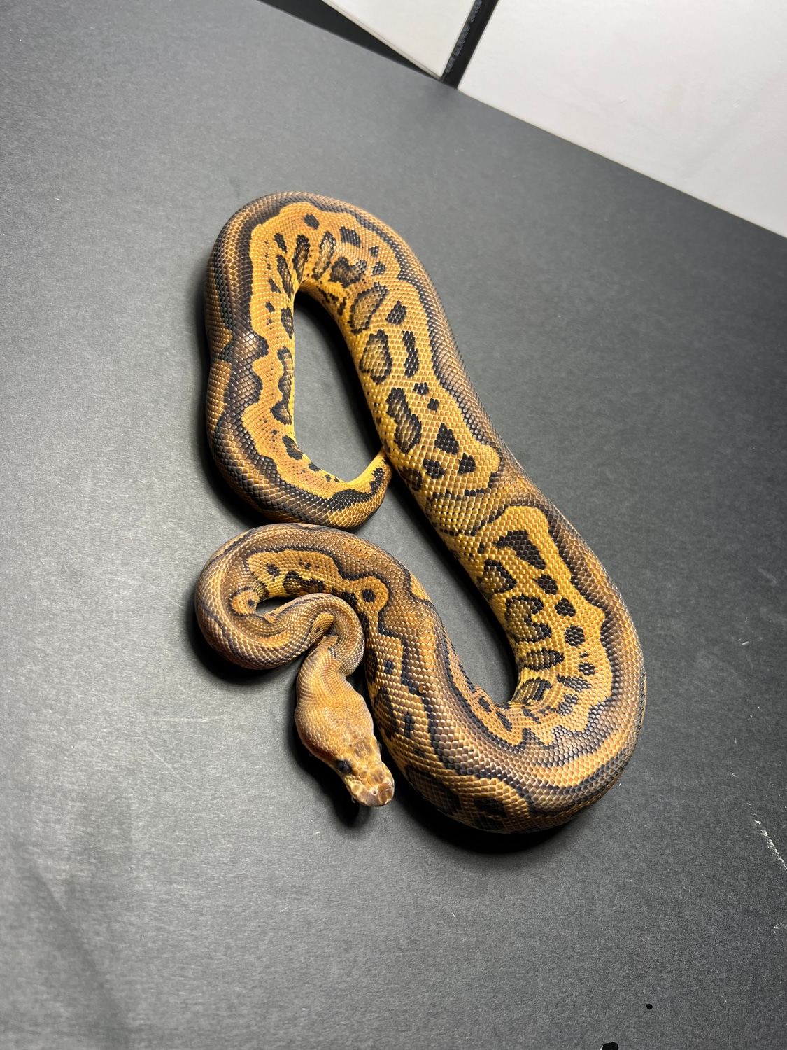 Black Pastel Leopard Clown Het DG Ball Python by Jersey Guys Balls ...