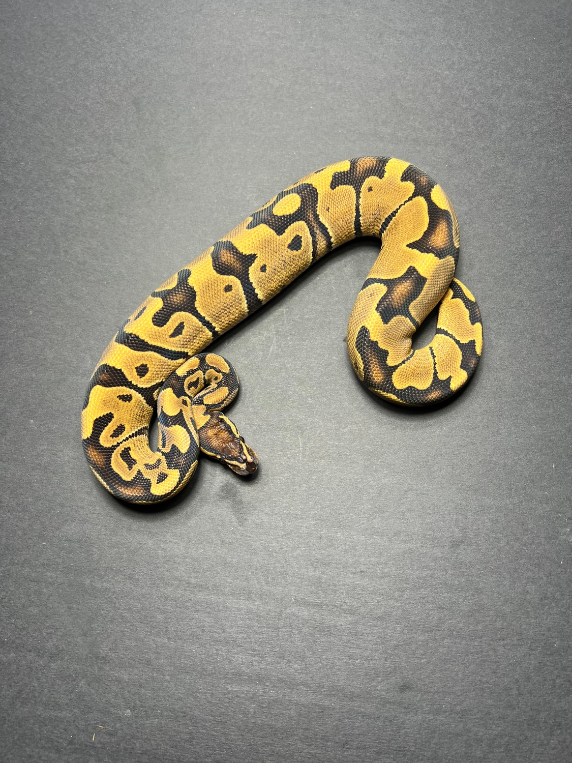 Het Zebra Ball Python by Jersey Guys Balls - MorphMarket