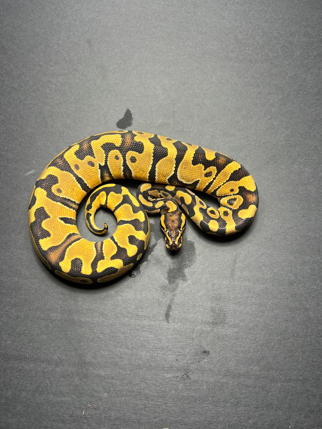 Enchi Het Clown Ball Python by Jersey Guys Balls - MorphMarket