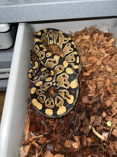 DH Monsoon Clown M1 Ball Python by Jersey Guys Balls
