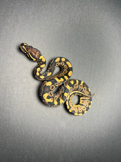 Het Clown 50% Het Monsoon (Prob) Ball Python by Jersey Guys Balls