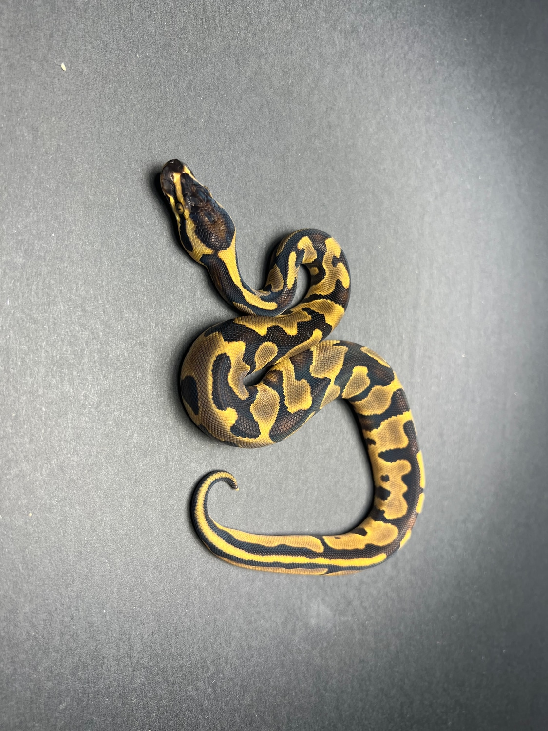 Enchi Leopard Het Piebald Ball Python by Jersey Guys Balls - MorphMarket