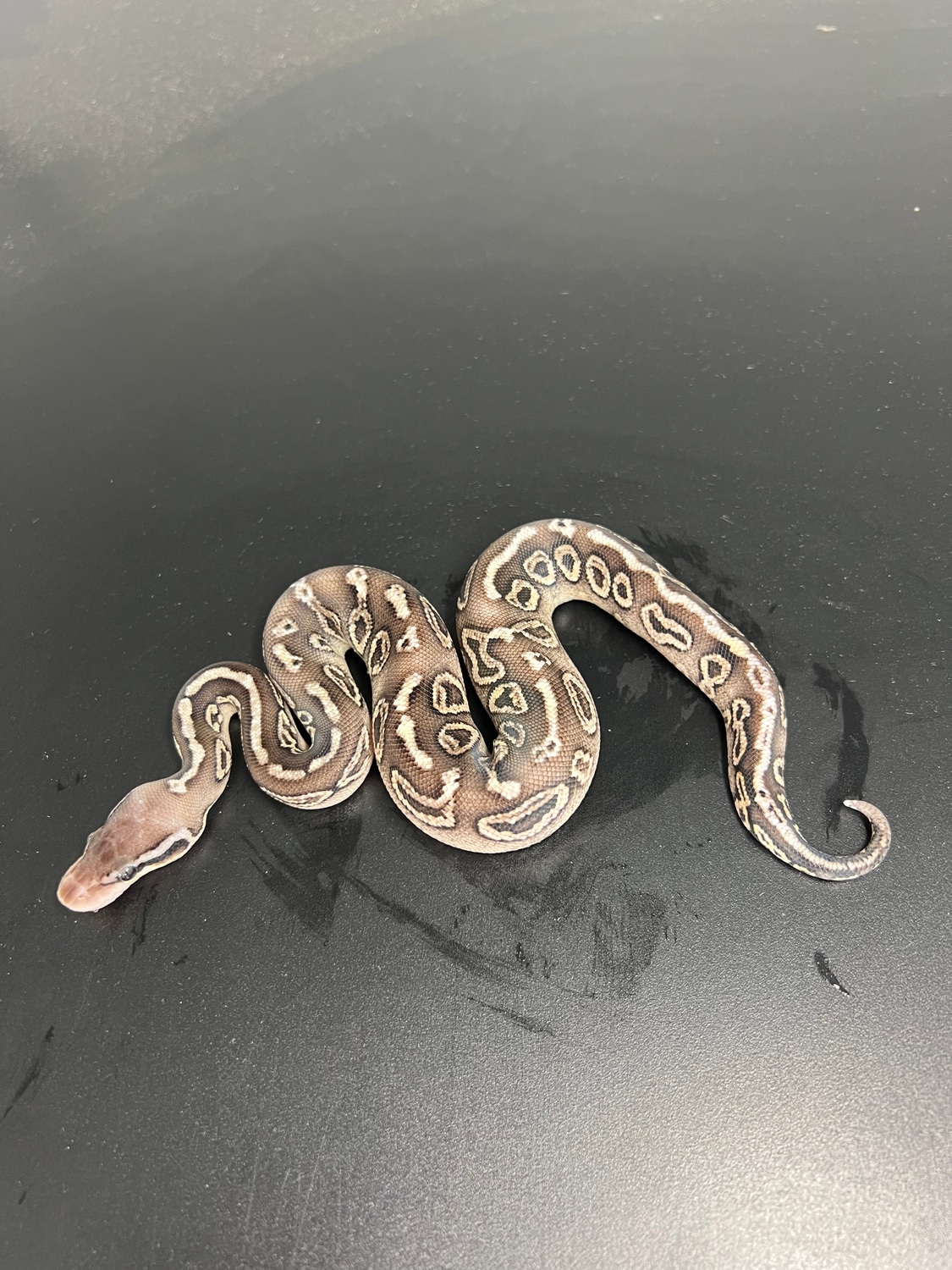 Black Pewter Trick Yellow Belly Het Clown Ball Python by Jersey Guys ...