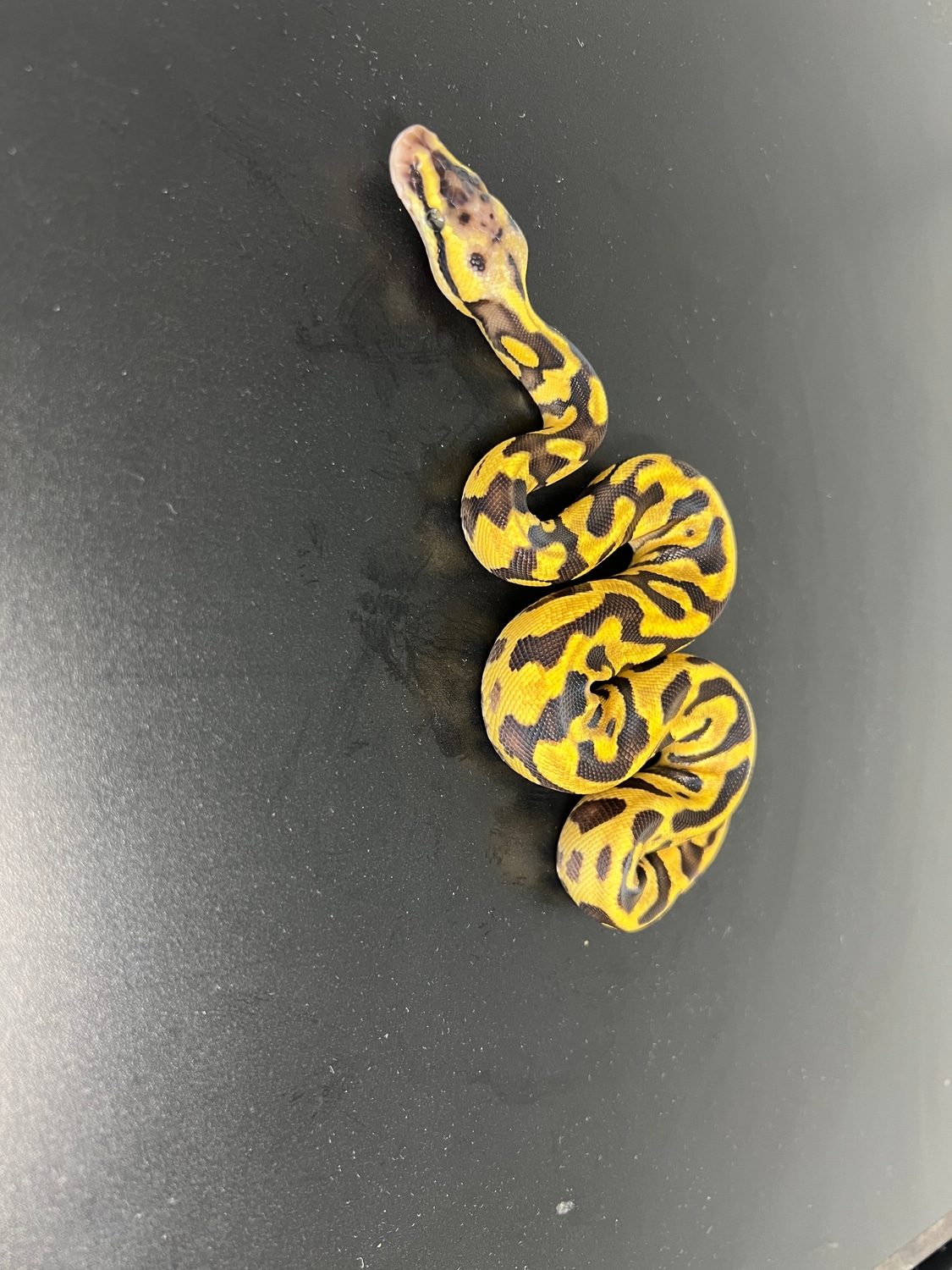 Enchi Leopard Pastel Red Stripe Het Clown Ball Python by Jersey Guys ...