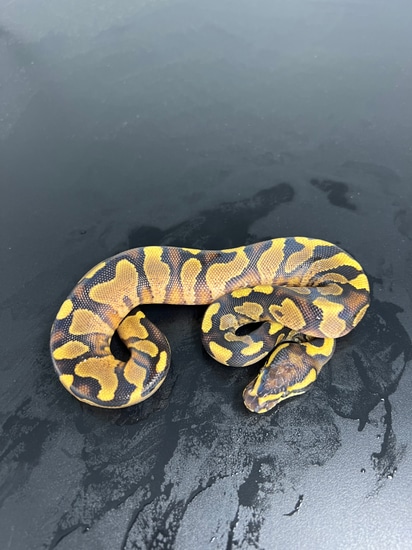 Enchi Fire Yellow Belly Het Sunset Ball Python by Jersey Guys Balls