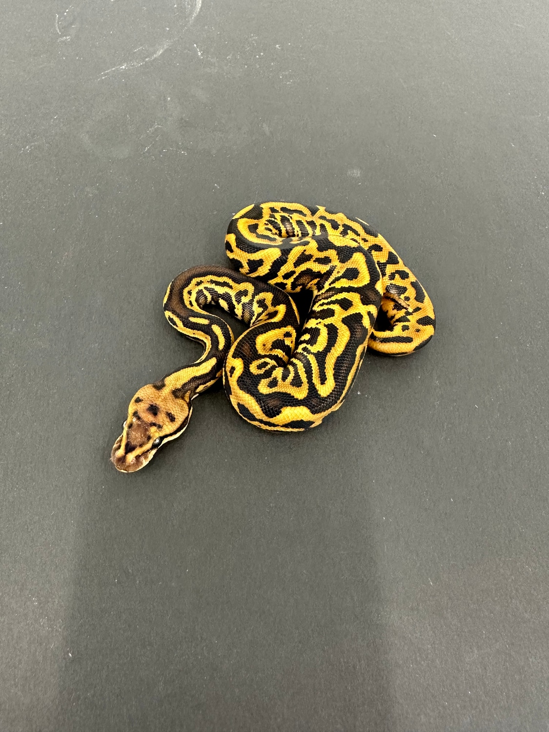 Leopard Spotnose Yellow Belly Pos Red Stripe Het Clown Ball Python by ...