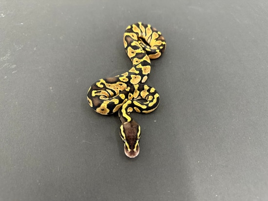 Pastel Het Sunset Ball Python by Jersey Guys Balls