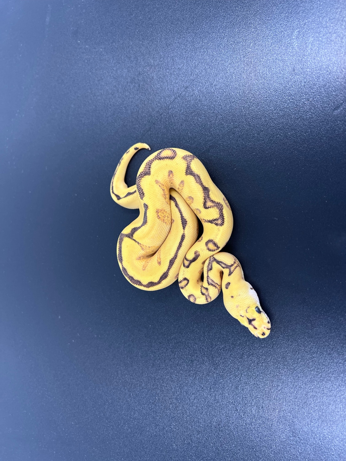 Super Enchi Pastel Red Stripe Spotnose Yellow Belly Clown Ball Python ...