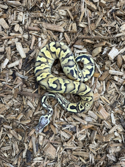 Firefly Yellow Belly Het Clown Ball Python by Jersey Guys Balls