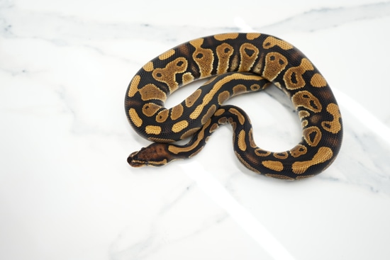 Het Clown 50% Het Monsoon (Prob) Ball Python by Jersey Guys Balls