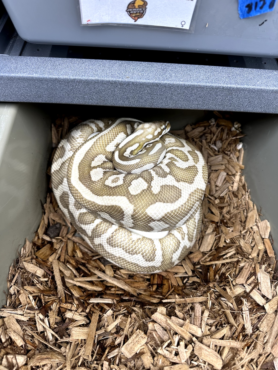 Ball Python Clutch: 2403 by Jersey Guys Balls - MorphMarket