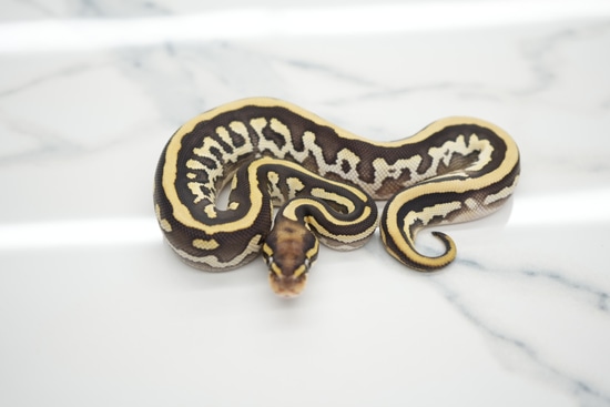 Lesser Mahogany Leopard Spotnose Het Clown Ball Python by Jersey Guys Balls