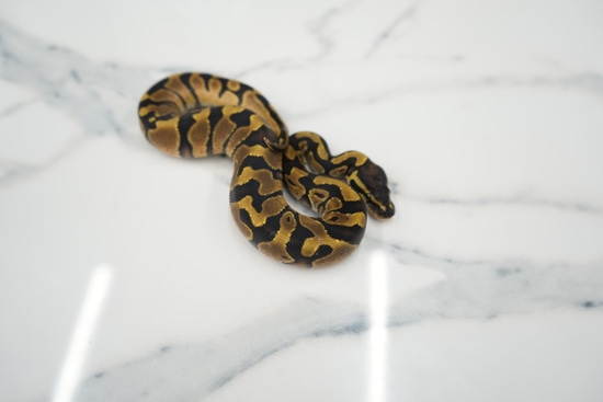 Enchi Yellow Belly DH Piebald Sunset Ball Python by Jersey Guys Balls