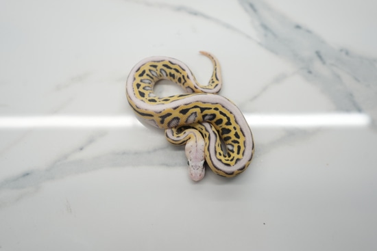 Crypton Super Pastel Leopard Phantom Yellow Belly Desert Ghost Ball Python by Jersey Guys Balls